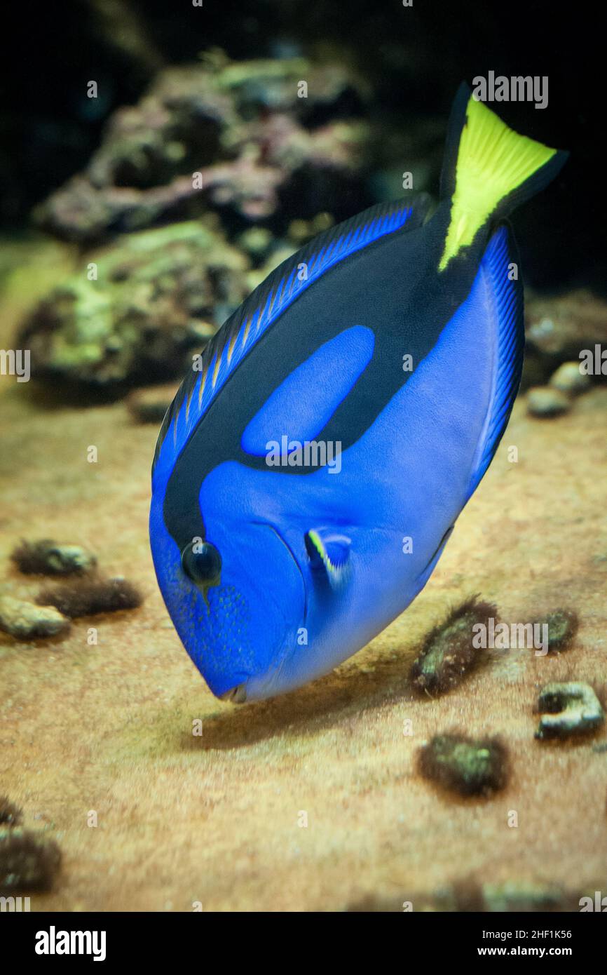 Famous aquarium fish Palette surgeonfish, Latin name Paracanthurus ...