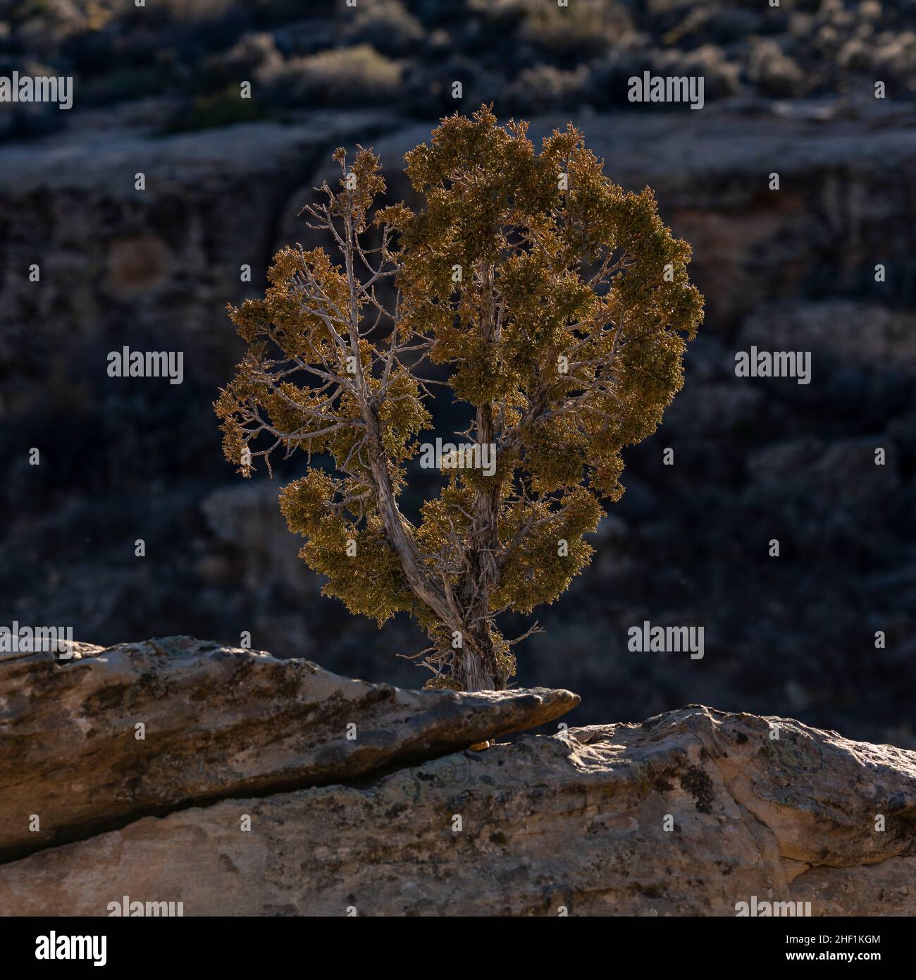 A juniper tree on the edge of Square Tower Canyon at Hovenweep National ...