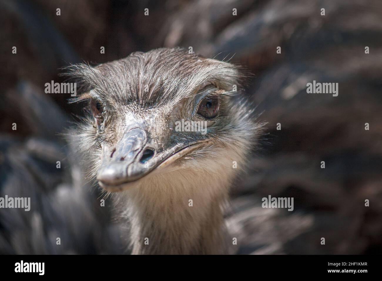 The greater rhea (Rhea americana), flightless bird in close-up view ...
