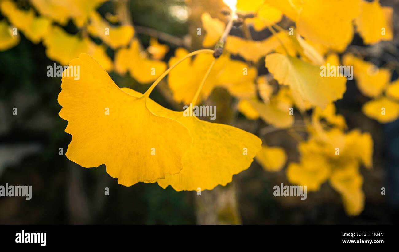 Close up of Ginkgo Biloba yellow leaves. Fresh and vibrant leave of Yin ...