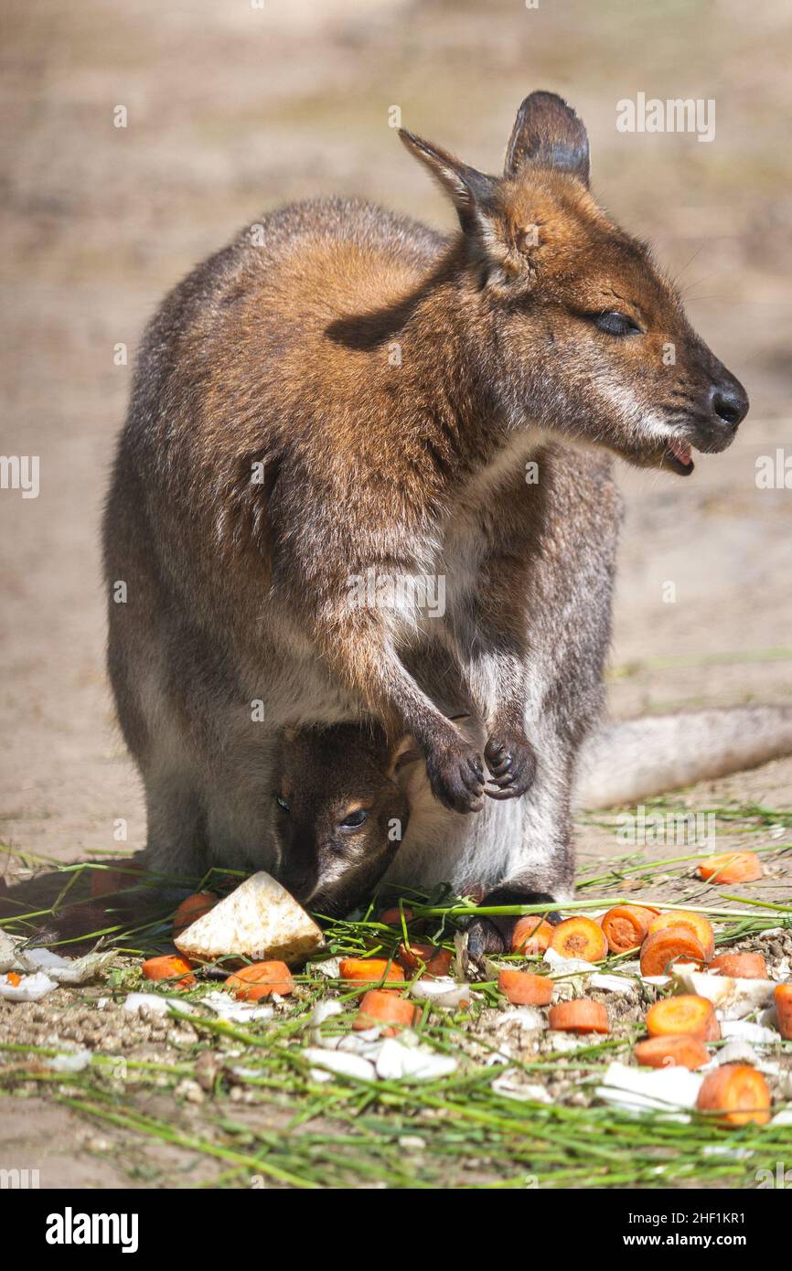 The Kengura with the cub in close-up view Stock Photo - Alamy