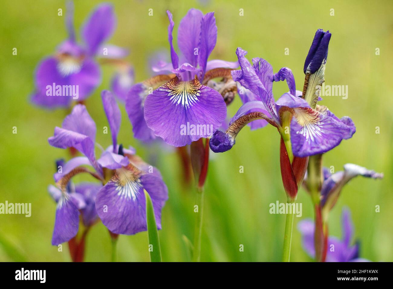 Violet colored iris hi-res stock photography and images - Alamy
