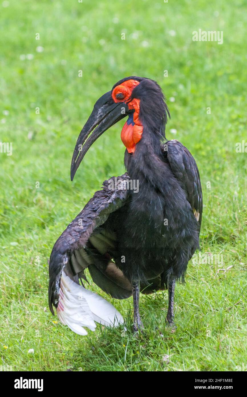 The southern ground hornbill bird, Latin name Bucorvus leadbeateri ...