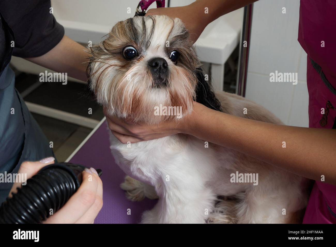 Female groomer brushing Shih Tzu at grooming salon Stock Photo - Alamy