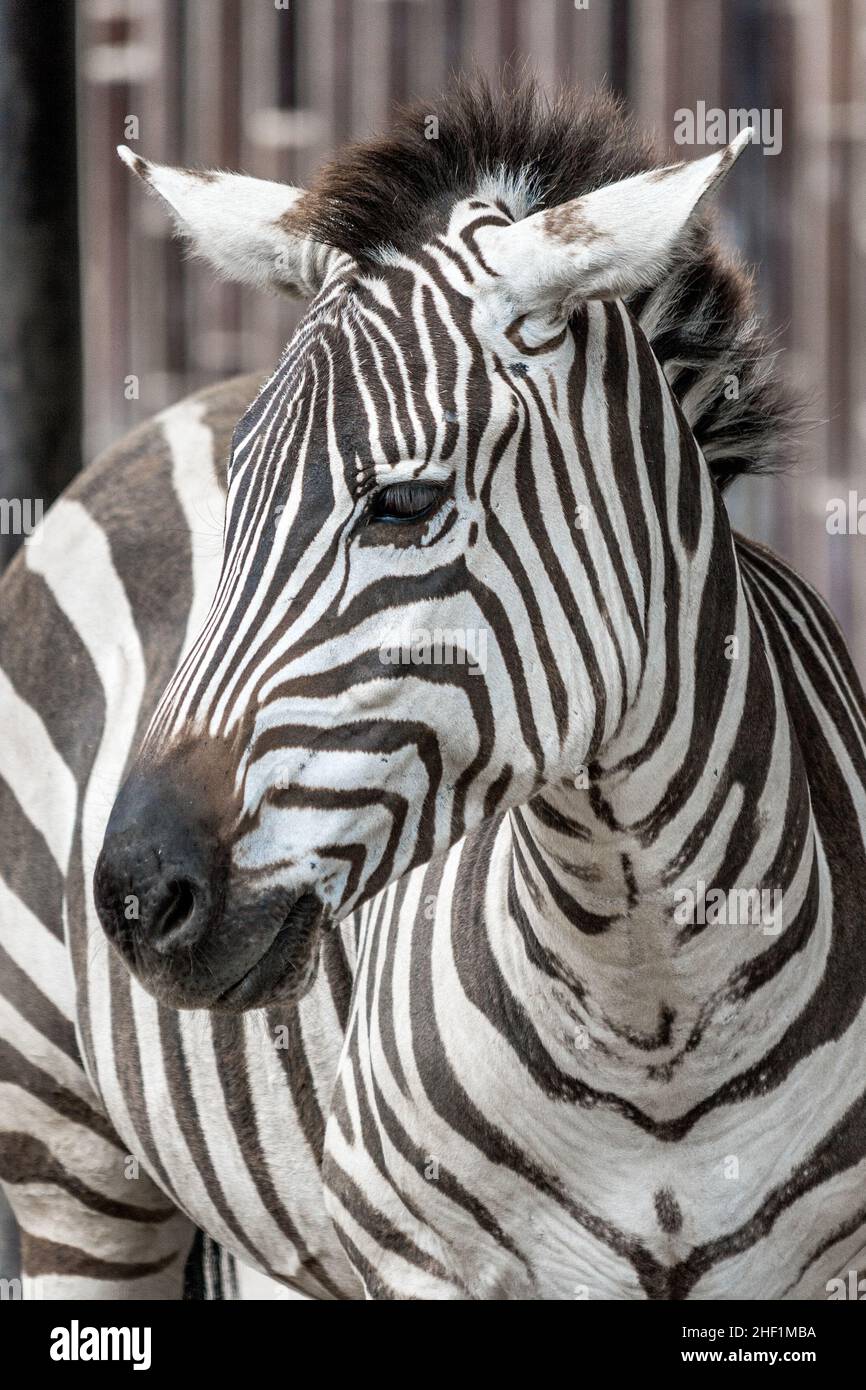 Zebra in close hi-res stock photography and images - Alamy