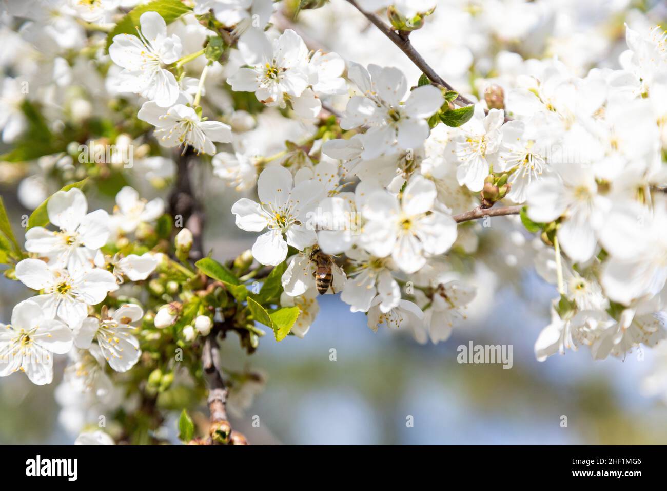 A bee collects pollen in flowers of a old sour cherry tree Stock Photo ...