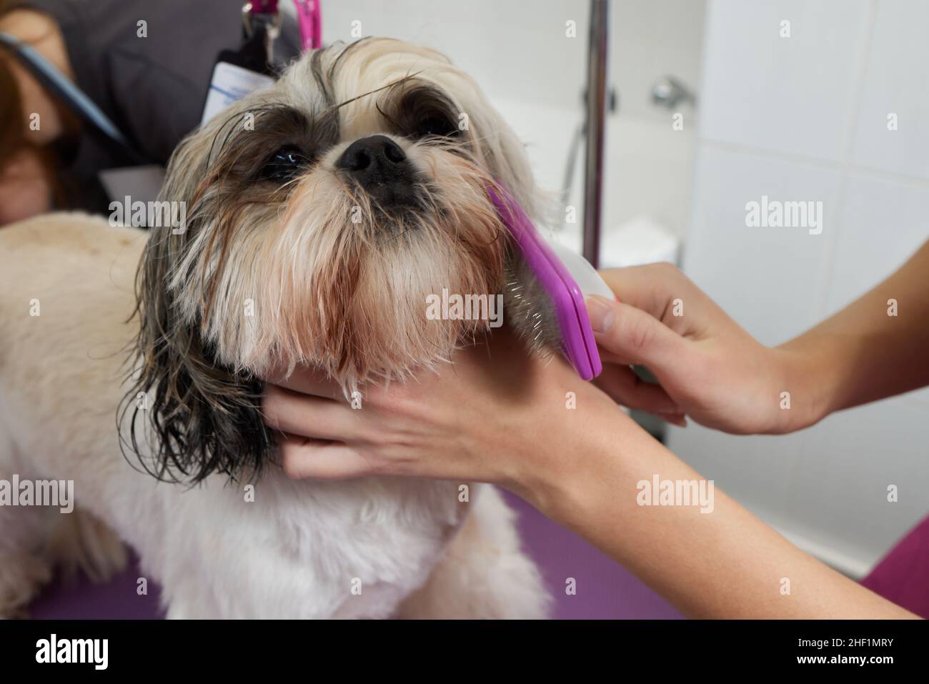 Female groomer brushing Shih Tzu at grooming salon Stock Photo - Alamy