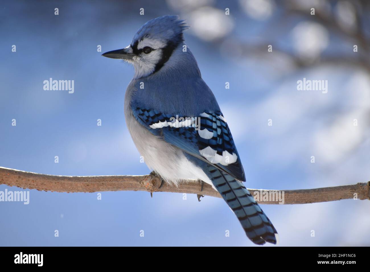 A blue jay in winter Stock Photo - Alamy