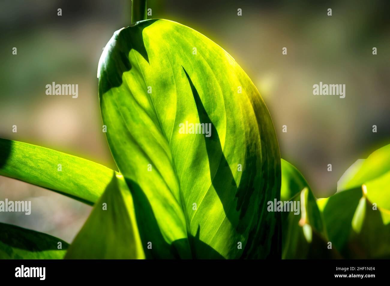 Glowing indoor plants with light through the window Stock Photo - Alamy