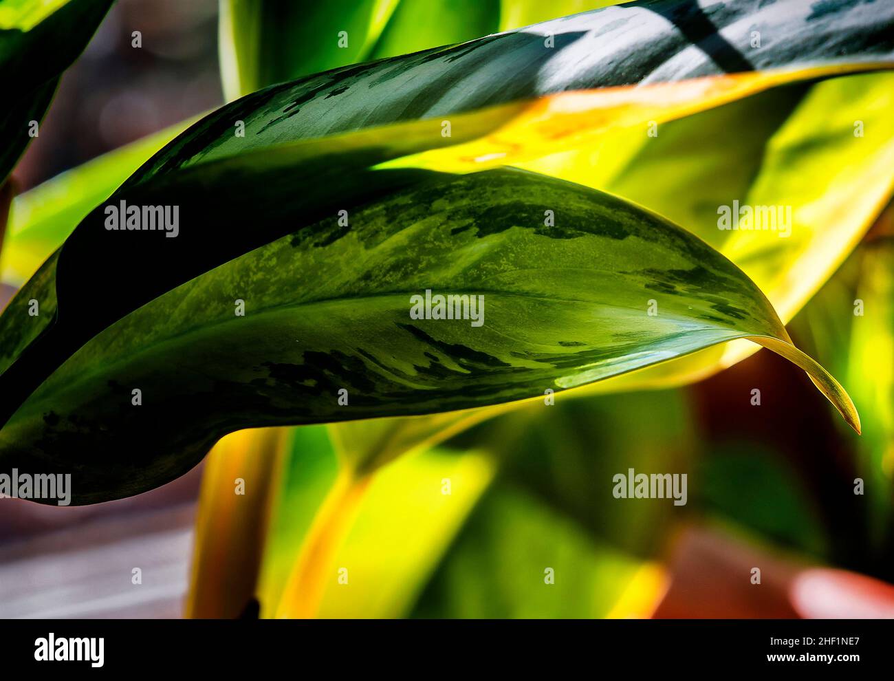 Glowing indoor plants with light through the window Stock Photo - Alamy