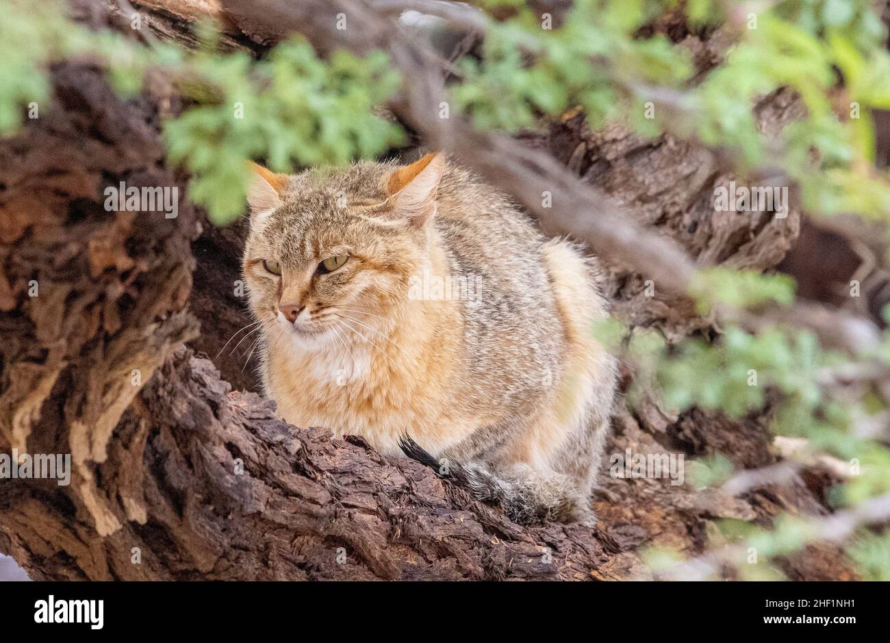 Kgalagadi wildcat hi-res stock photography and images - Alamy