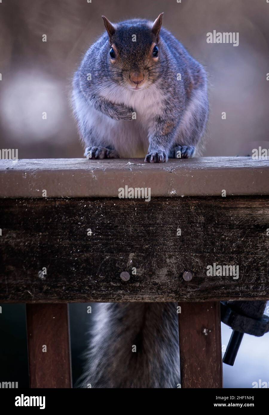 A Squirrel stops to pose on the deck Stock Photo - Alamy