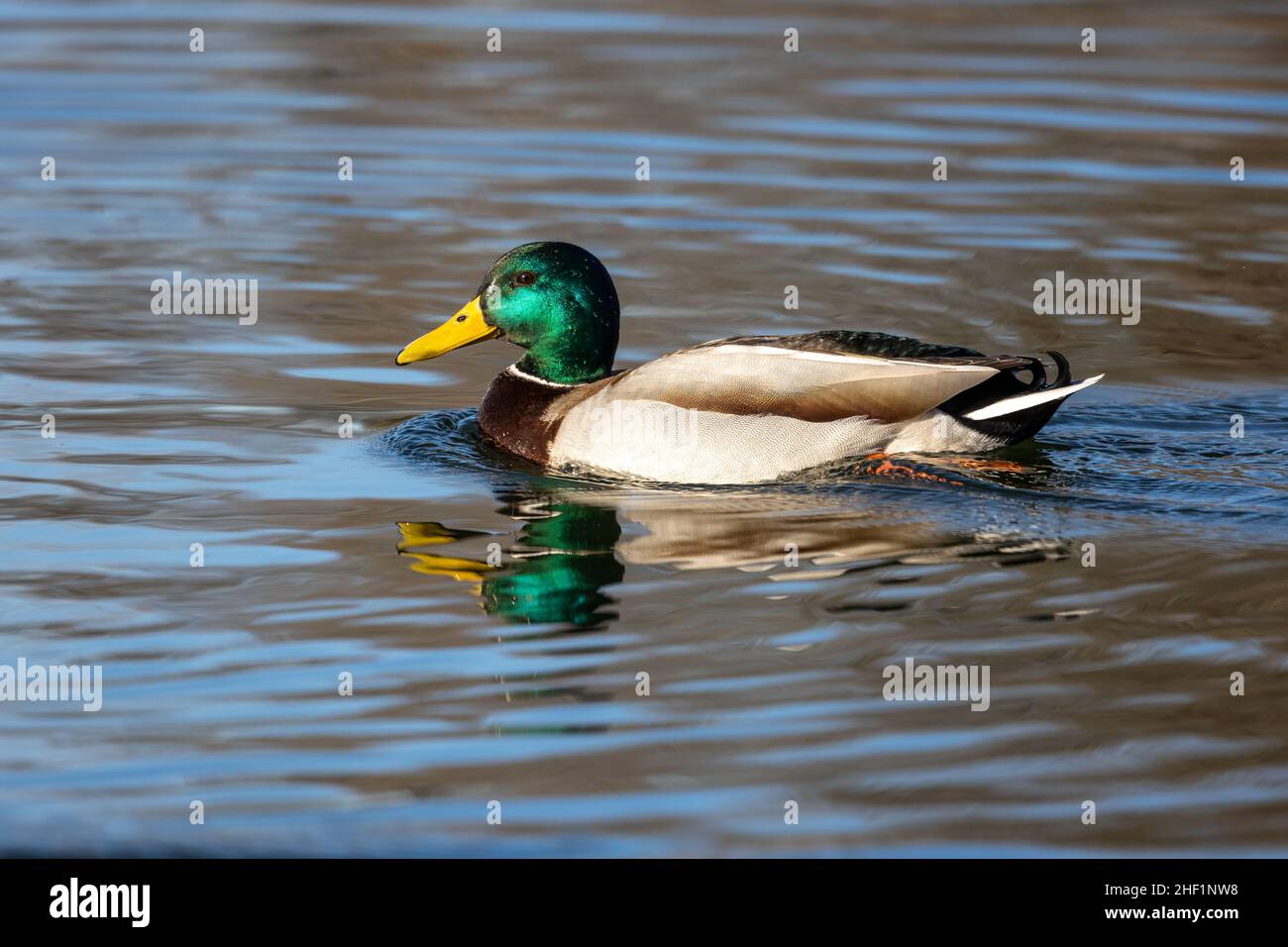 The mallard, Anas platyrhynchos is a dabbling duck. Here swimming in a ...