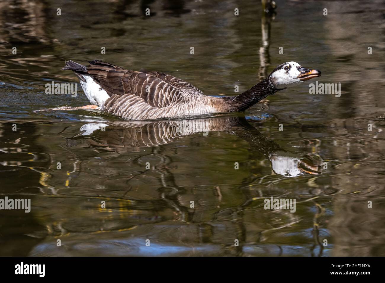 Barnacle goose, Branta leucopsis at a lake near Munich in Germany. It ...