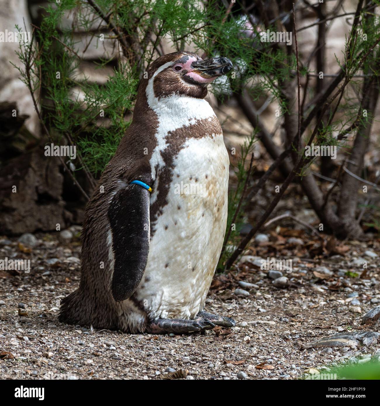 The Humboldt Penguin, Spheniscus humboldti also termed Peruvian penguin ...