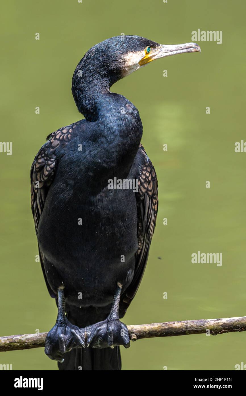 The great cormorant, Phalacrocorax carbo known as the great black ...