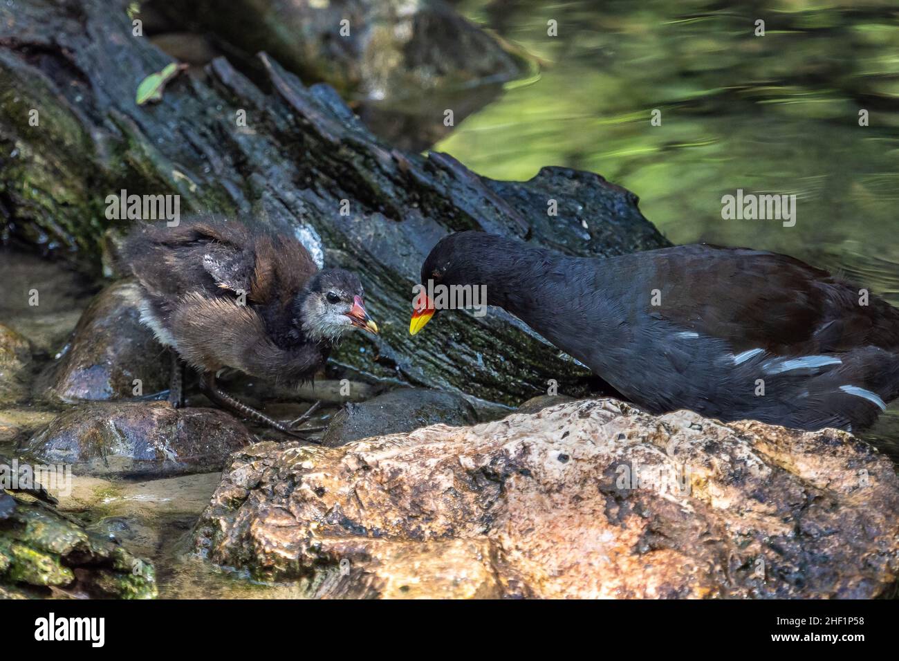 The common moorhen Gallinula chloropus also known as the waterhen, the ...