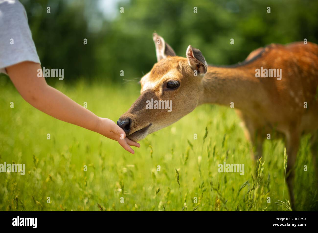 child feeding a deer Stock Photo - Alamy