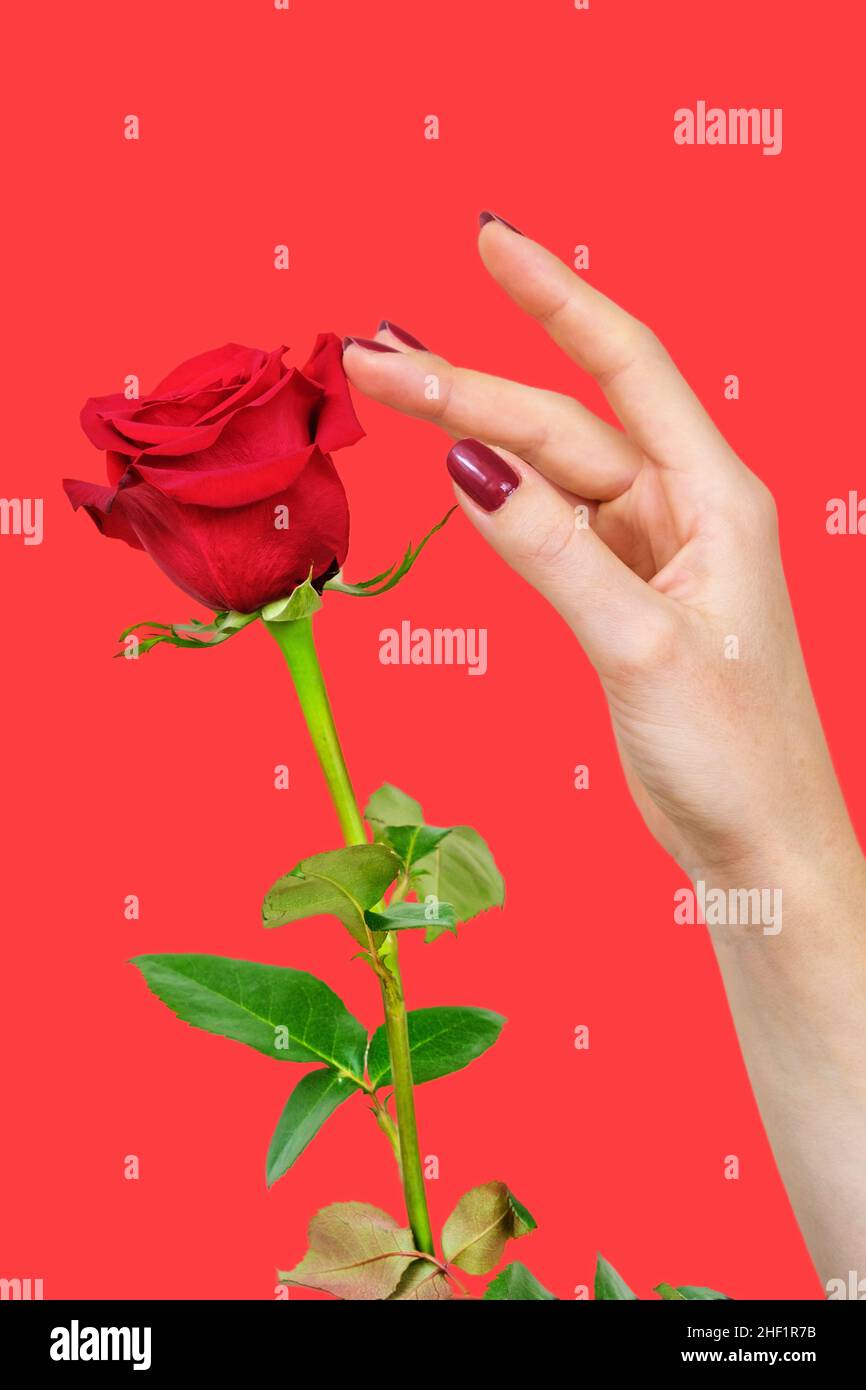 A hand with beautiful red fingernails touching the petals of a ...