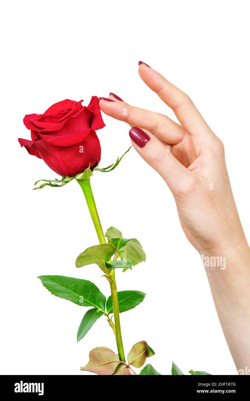A hand with beautiful red fingernails touching the petals of a ...