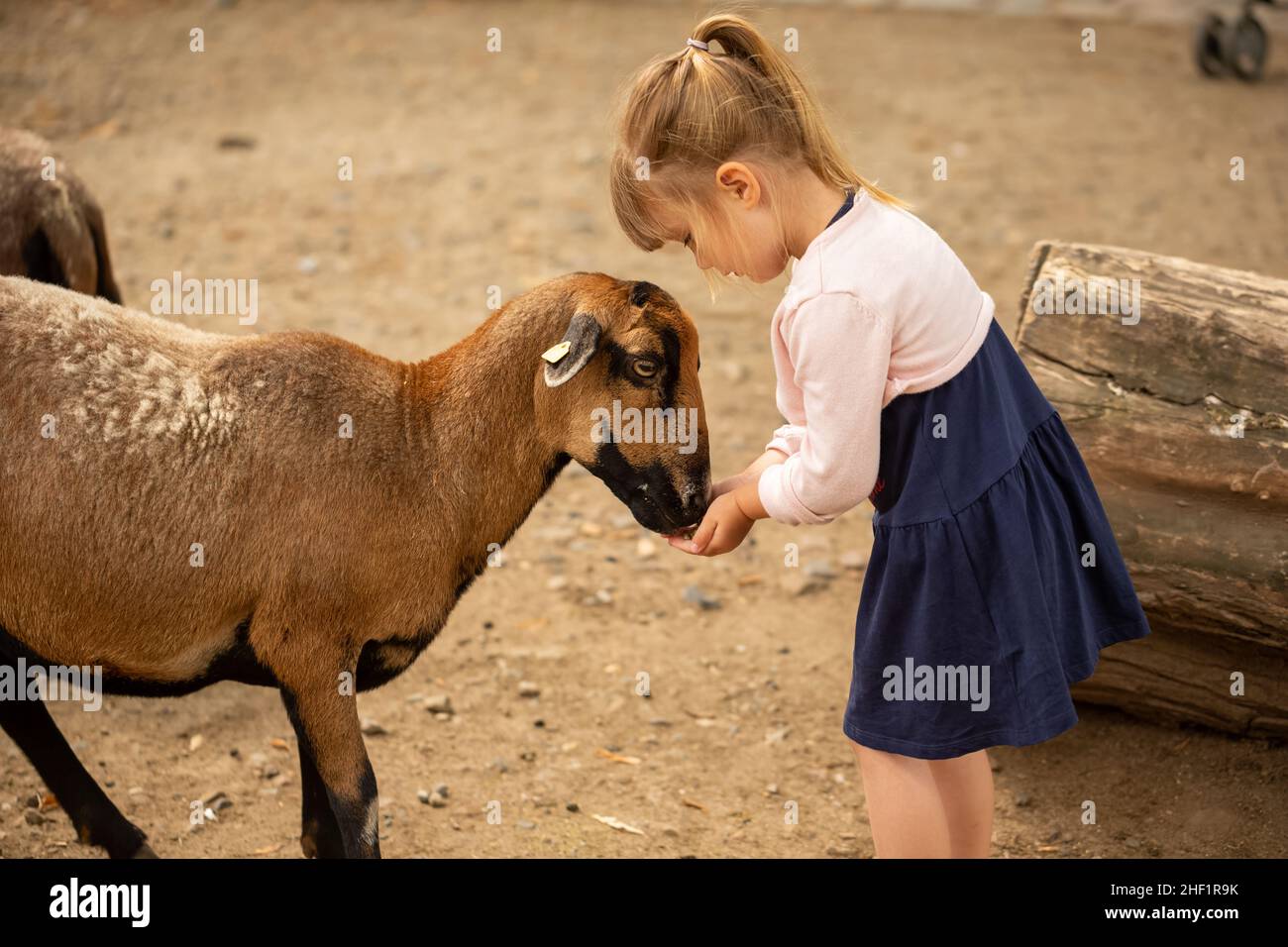 little child with a goat Stock Photo - Alamy
