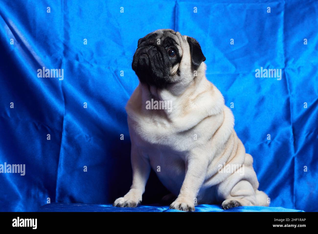 adorable dog pug breed making angry face and serious face on blue ...
