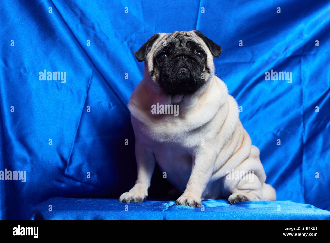 adorable dog pug breed making angry face and serious face on blue ...
