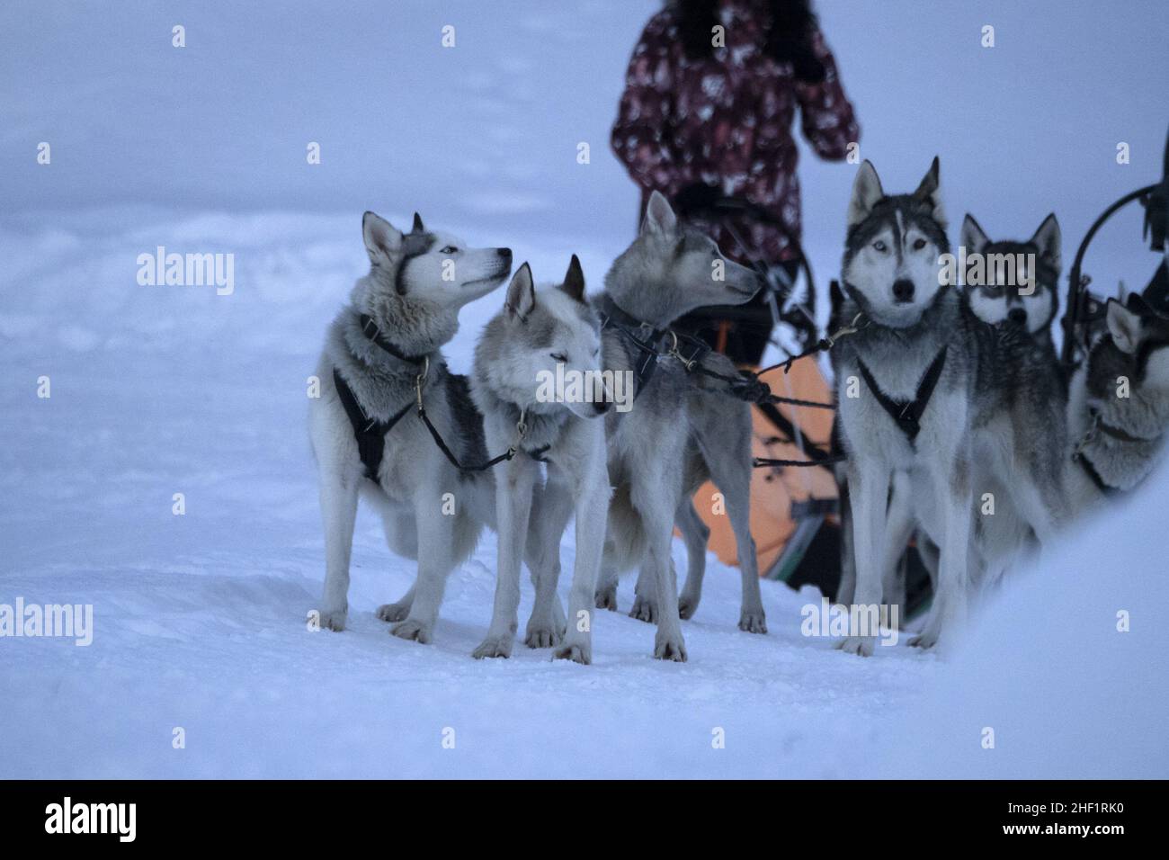 Sled dog in snow mountains white background Stock Photo - Alamy