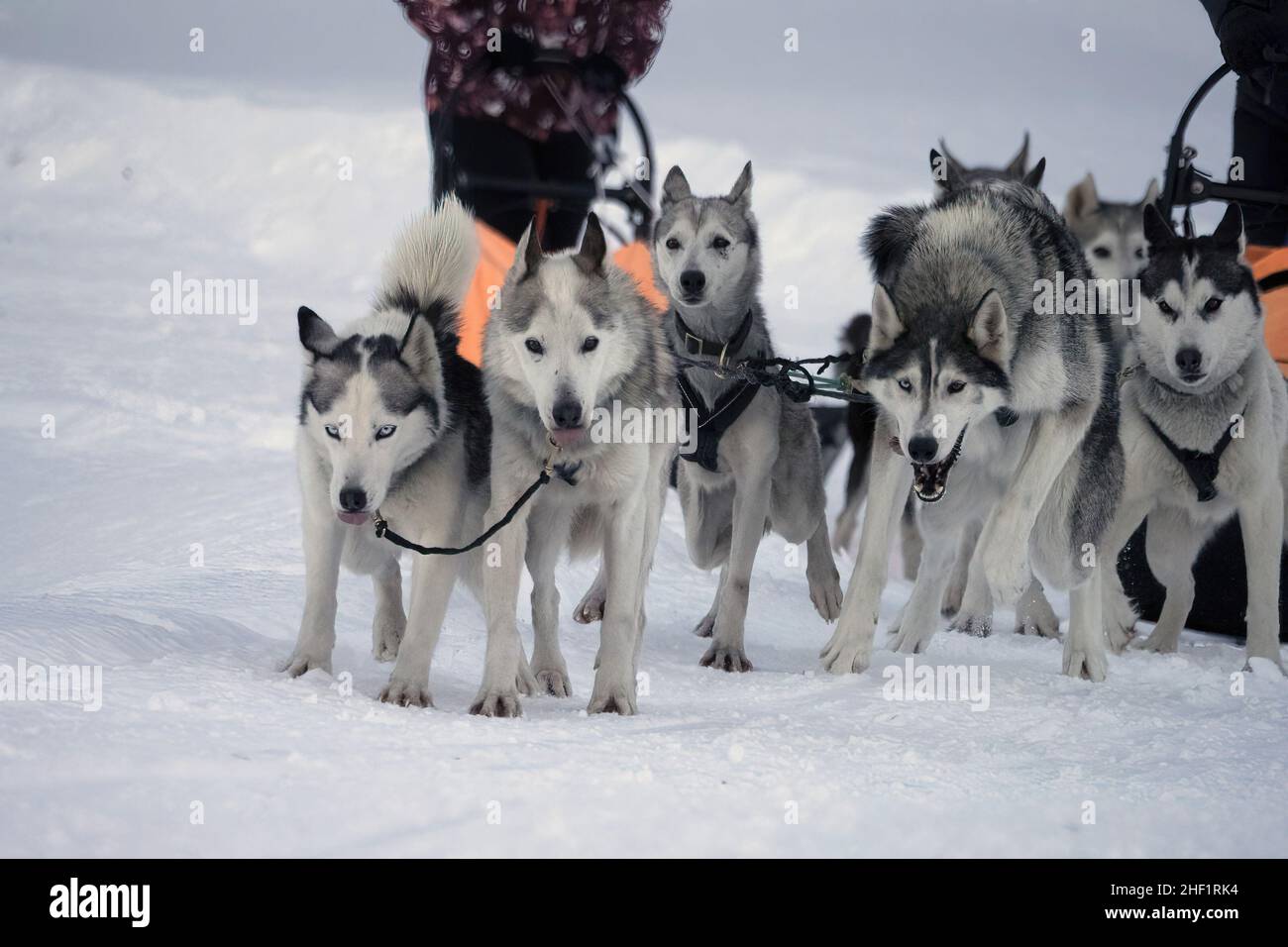 Sled dog in snow mountains white background Stock Photo - Alamy