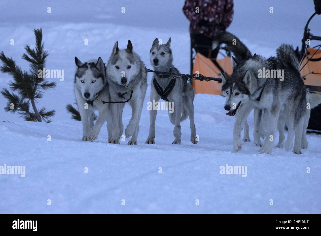 Sled dog in snow mountains white background Stock Photo - Alamy