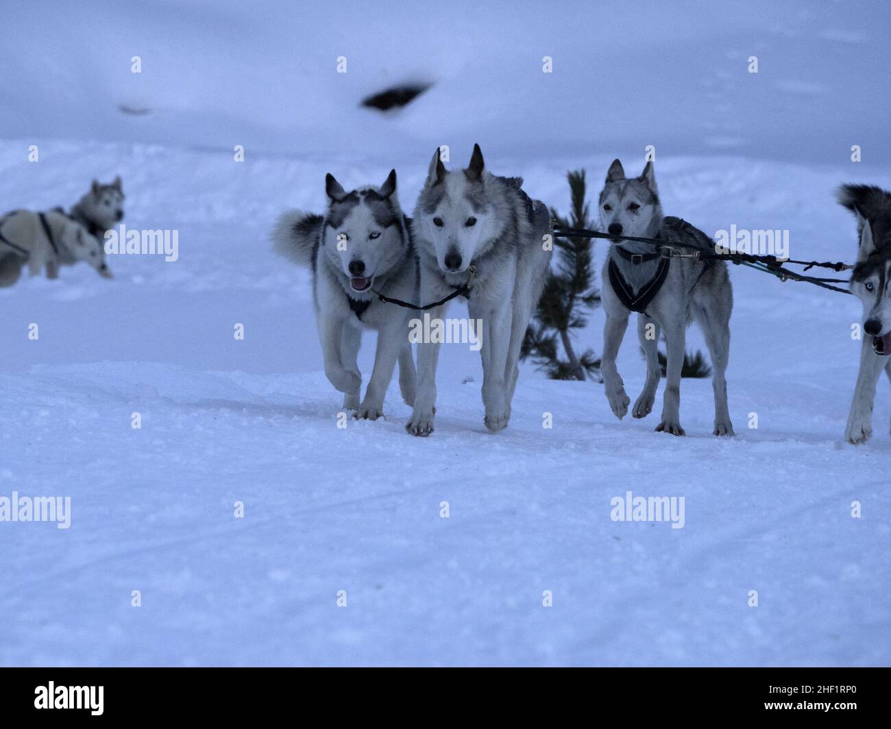 Sled dog in snow mountains white background Stock Photo - Alamy