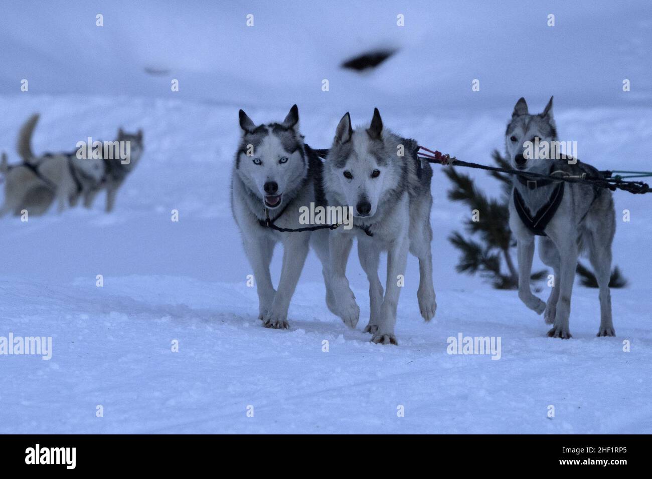 Sled dog in snow mountains white background Stock Photo - Alamy