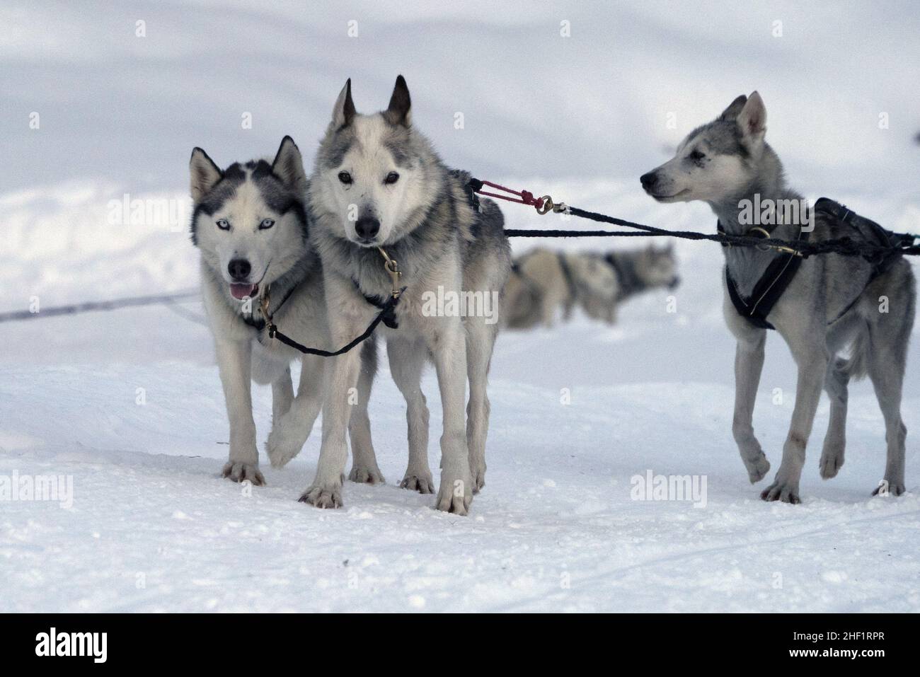 Sled dog in snow mountains white background Stock Photo - Alamy