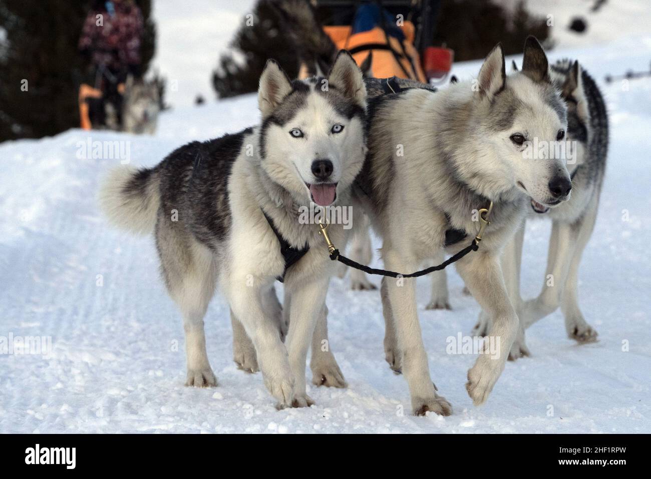 Sled dog in snow mountains white background Stock Photo - Alamy