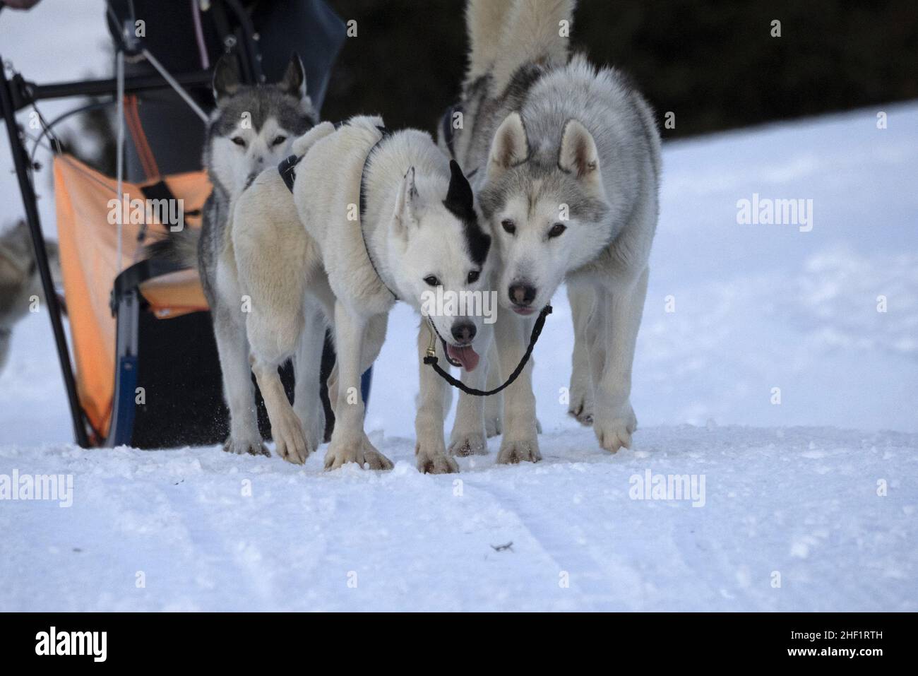 Sled dog in snow mountains white background Stock Photo - Alamy