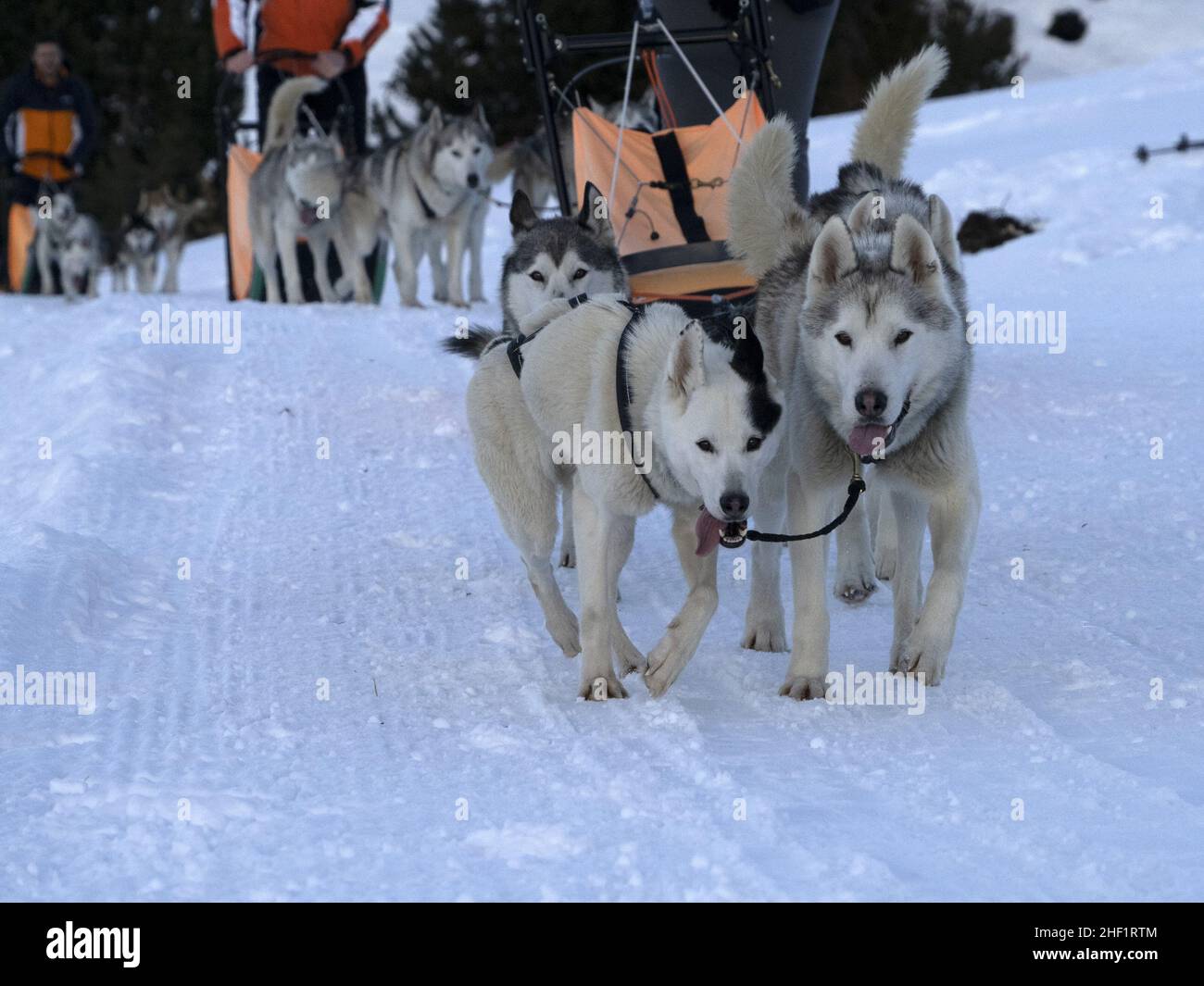 Sled dog in snow mountains white background Stock Photo - Alamy