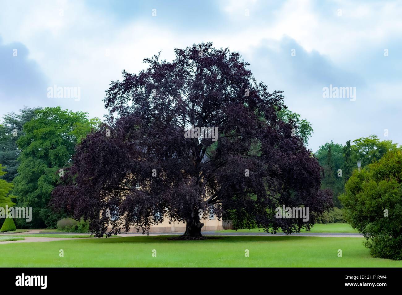 Violet tree hi-res stock photography and images - Alamy