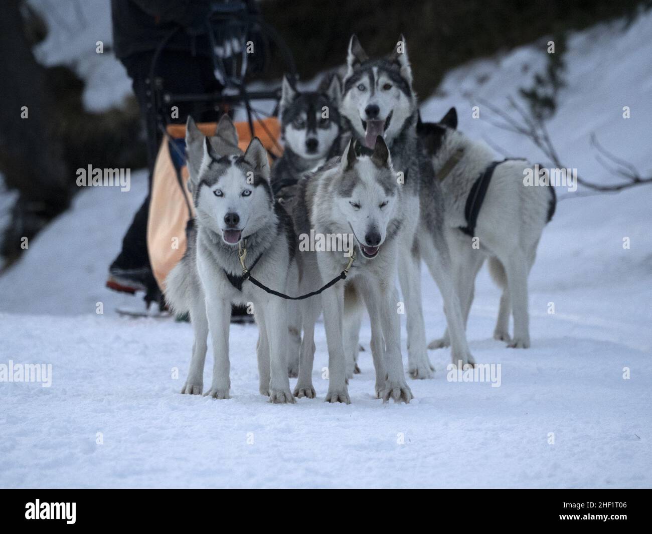 Sled dog in snow mountains white background Stock Photo - Alamy