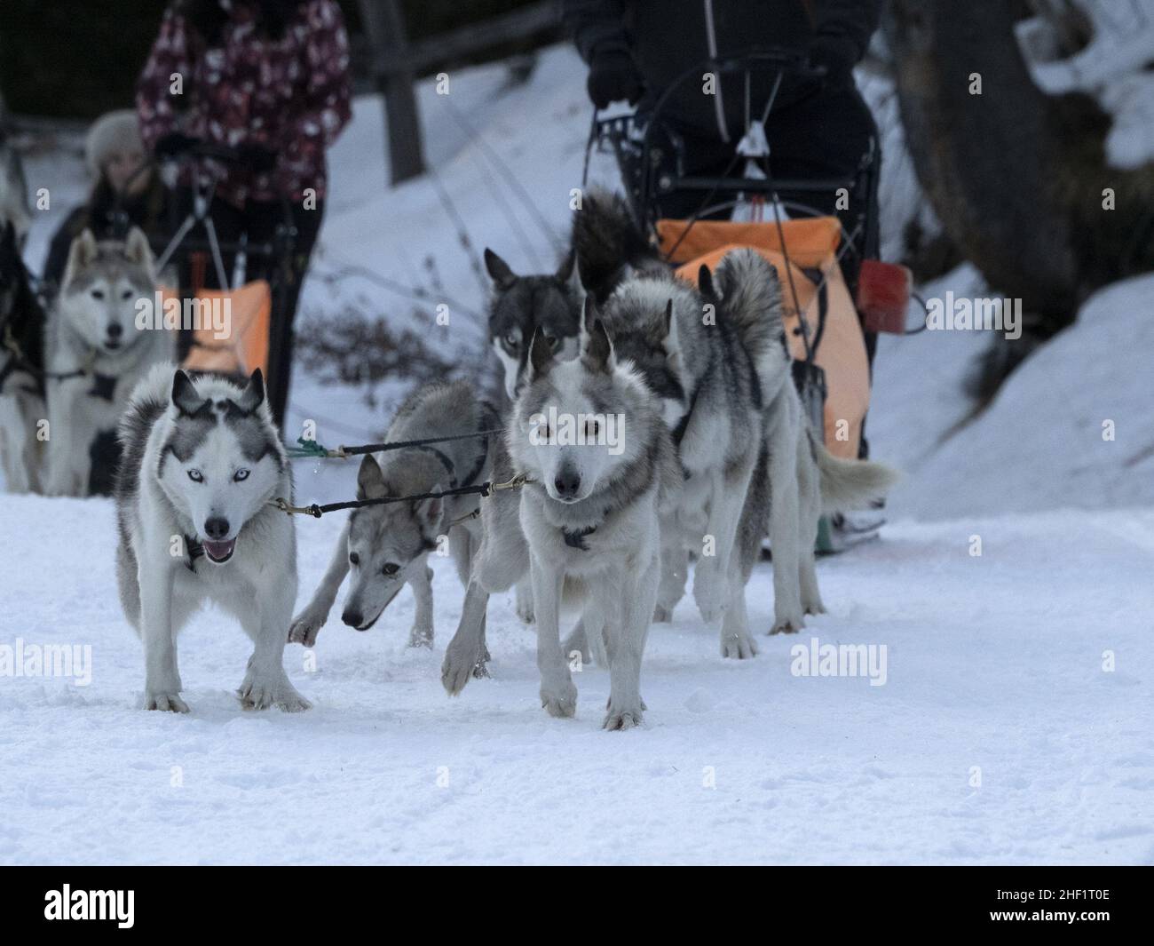 Sled dog in snow mountains white background Stock Photo - Alamy