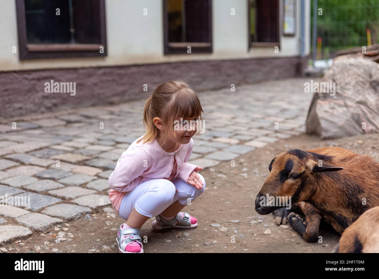 little child with a goat Stock Photo - Alamy