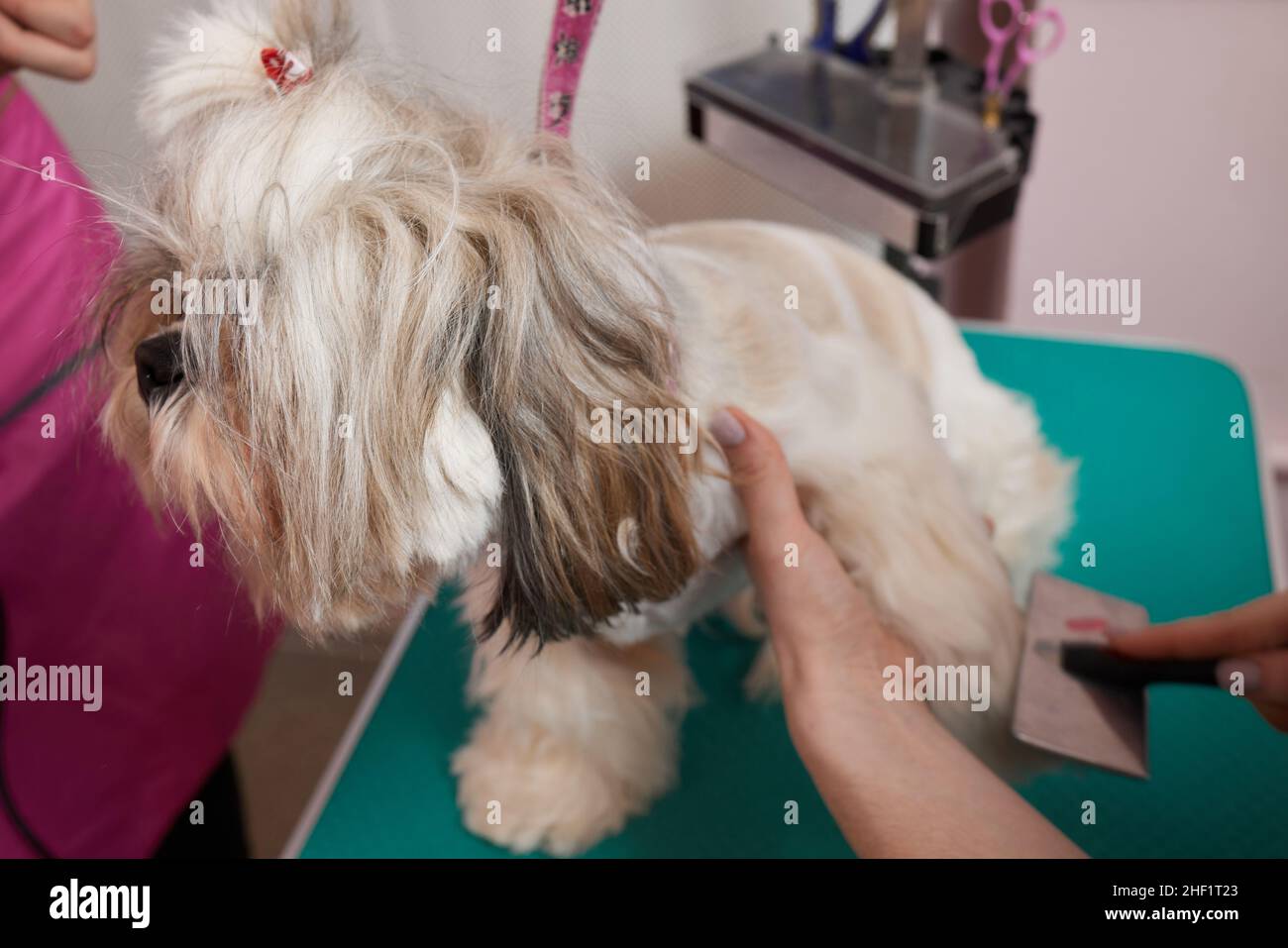 Female groomer brushing Shih Tzu at grooming salon Stock Photo - Alamy
