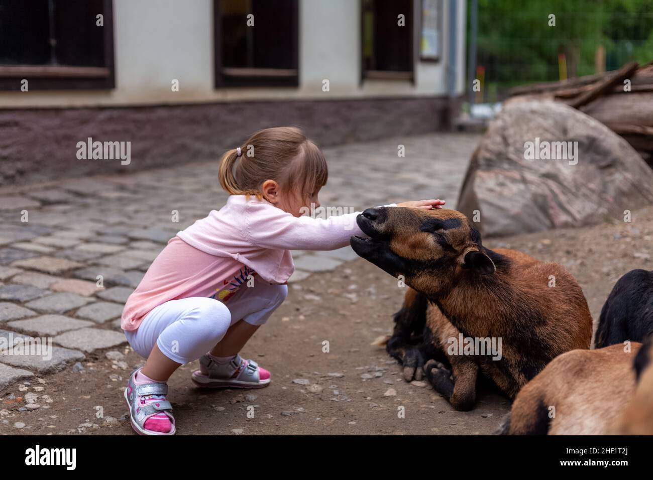little child with a goat Stock Photo - Alamy