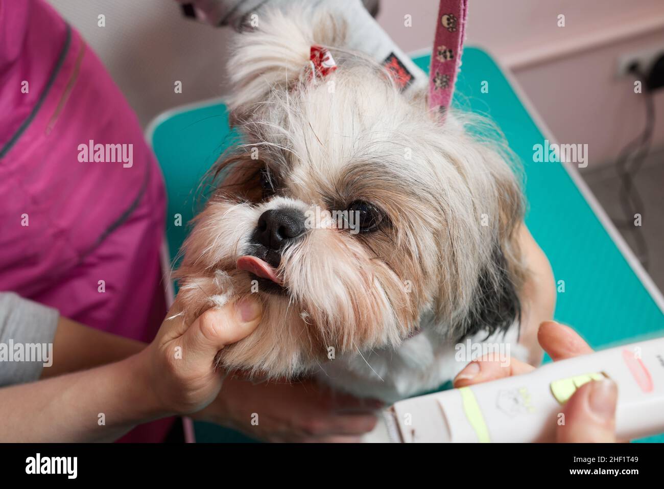 Female groomer brushing Shih Tzu at grooming salon Stock Photo - Alamy
