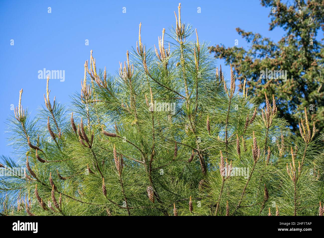 Washington Park Arboretum, a joint project of the University of ...