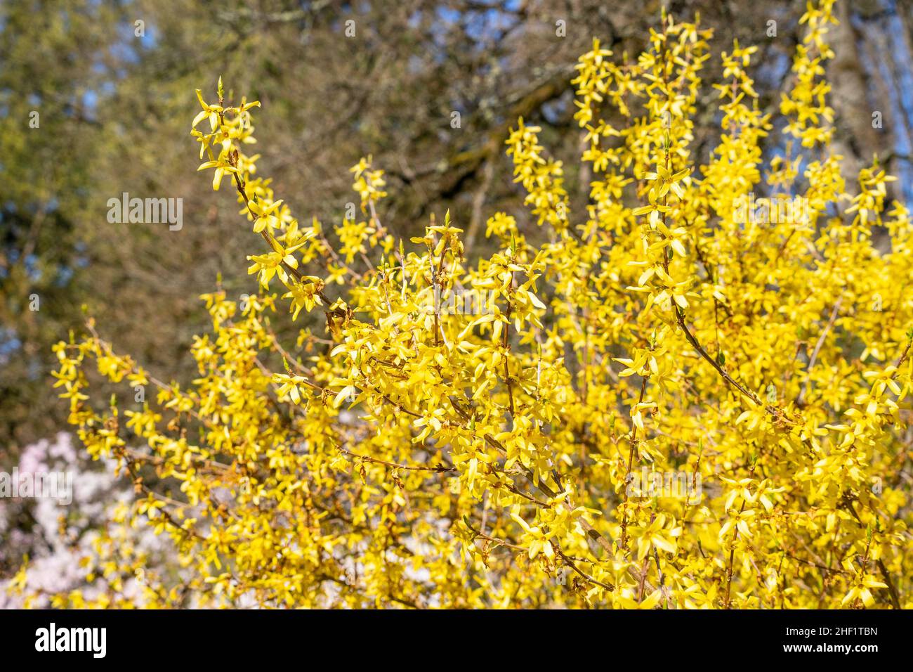 Border forsythia (Forsythia × intermedia is an ornamental deciduous ...