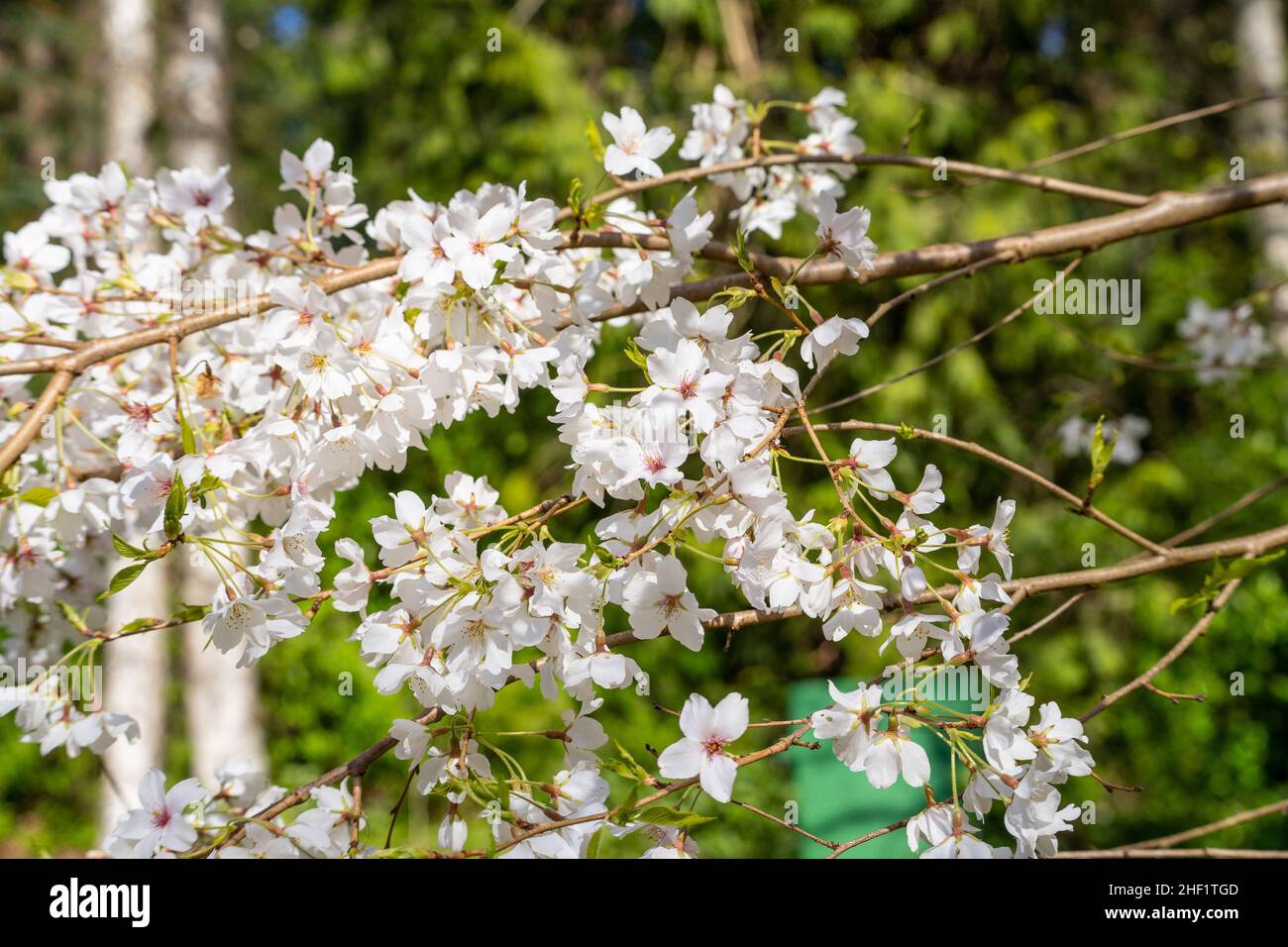 Taiwan cherry (Prunus campanulata) is a species of cherry native to ...