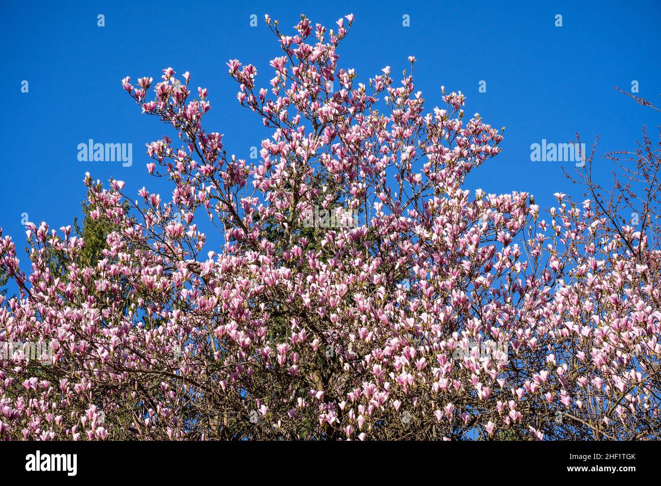 Saucer magnolia (Magnolia × soulangeana) is a hybrid plant in the genus ...