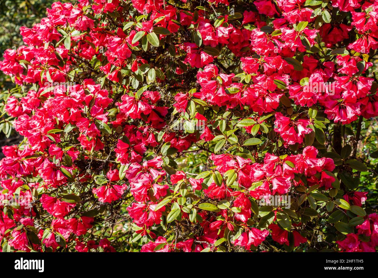 Ericaceae tree species hi-res stock photography and images - Alamy