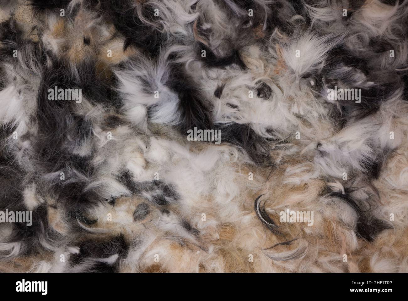 cleaning and sweeping the beauty salon for animals after grooming ...
