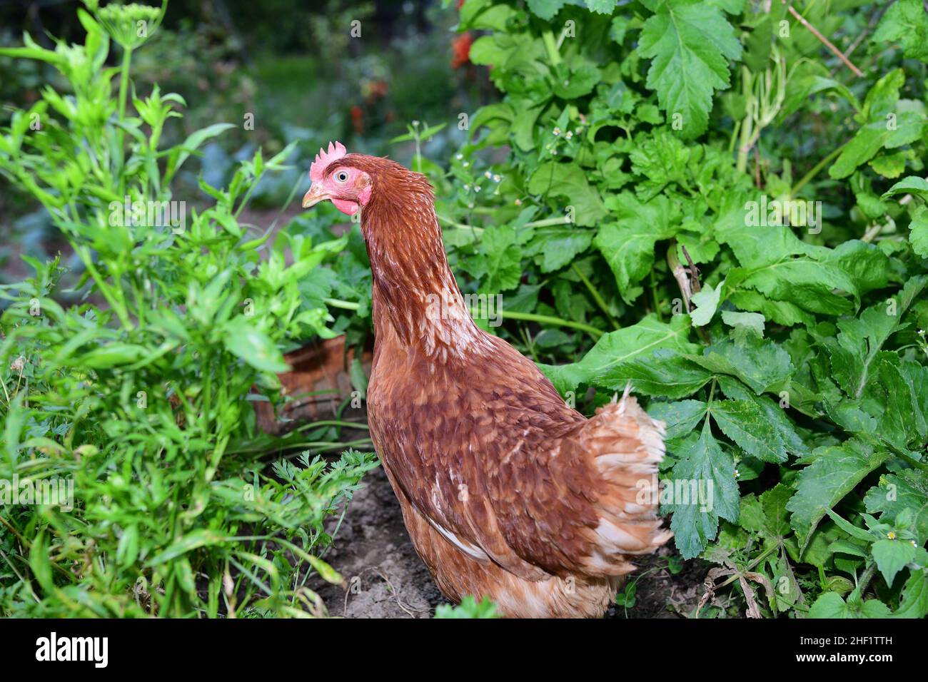 Head of domestic hen eating green vegetable leaves in the farmer field ...